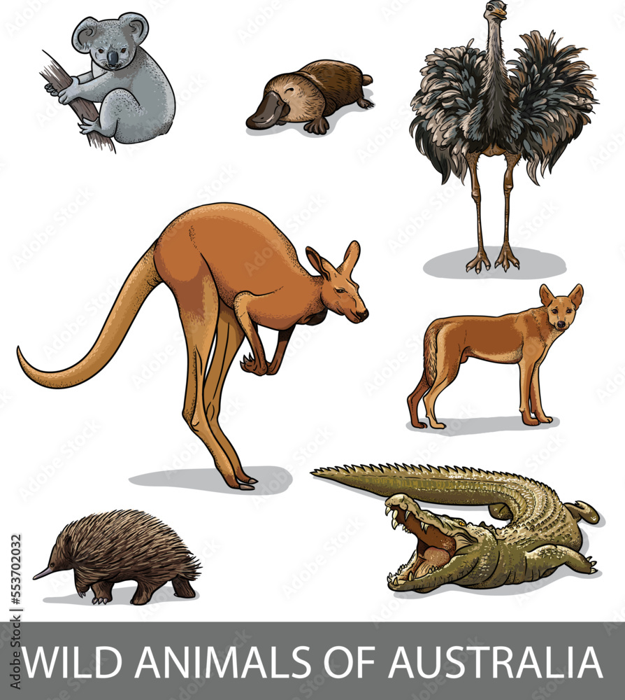 Vector set of wild animals of Australia. Isolated cartoon illustration ...