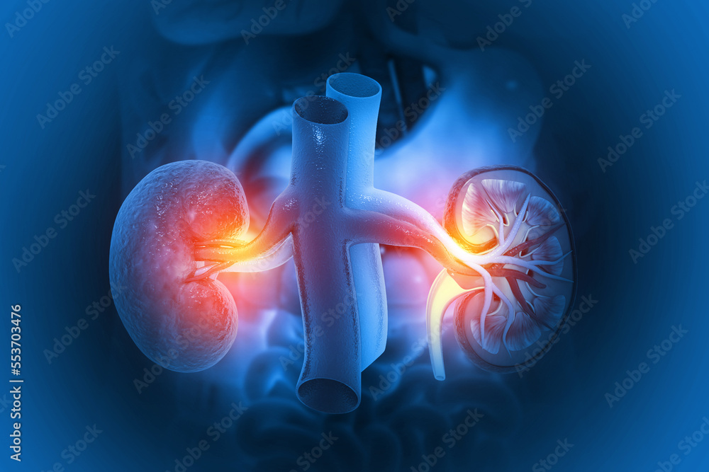 Anatomy of Human kidney, cross section. 3d illustration Stock ...