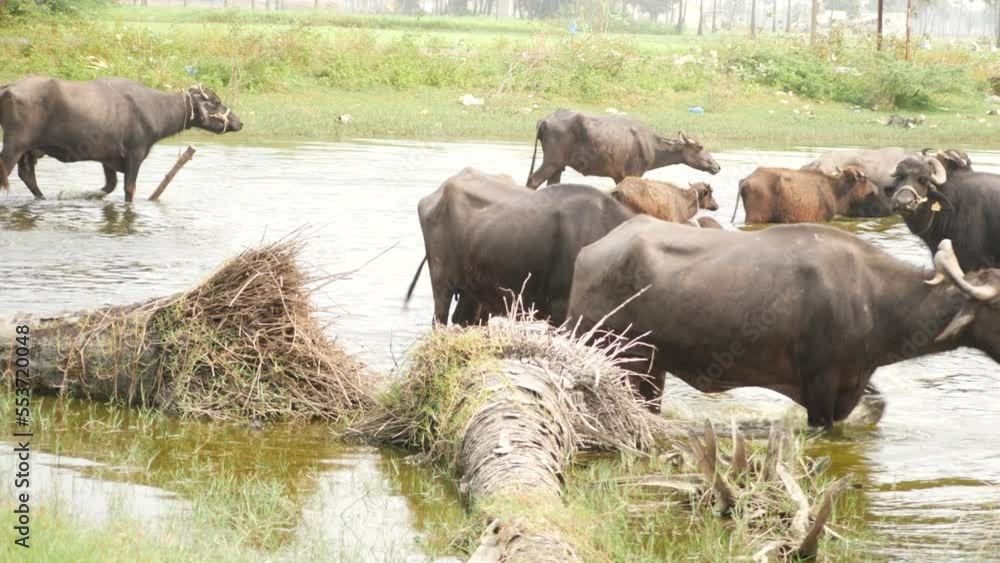 Buffalos walking in a river which has log of woods in it Stock ビデオ ...