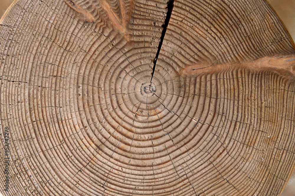 Cross section of tree stump Stock Photo | Adobe Stock