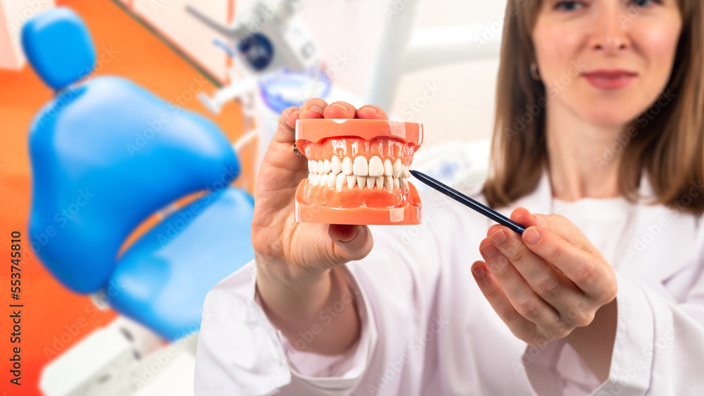 Woman dental doctor. Girl dentist shows model of Jaws. Visual aid for ...