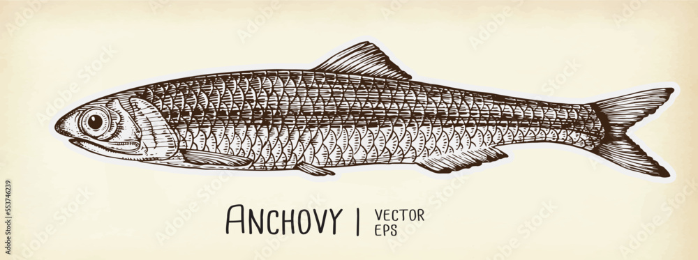 Anchovy fish hand drawn realistic illustration. Anchovy hand drawing ...