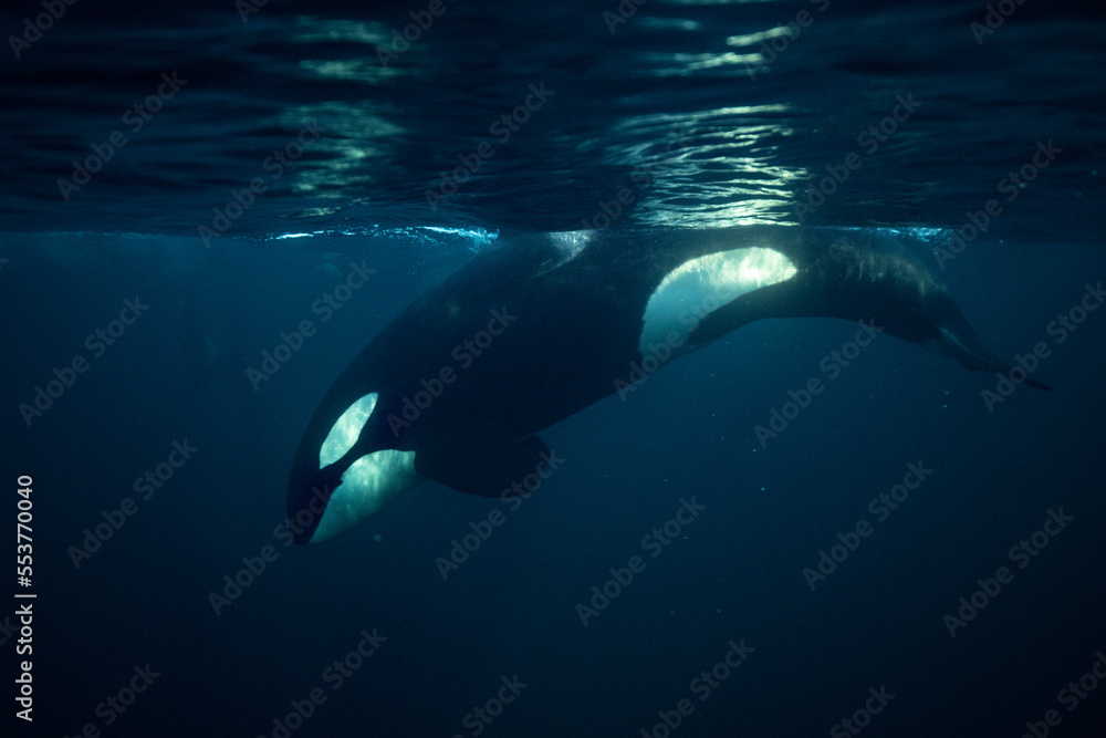 Orca, killer whale Stock Photo | Adobe Stock