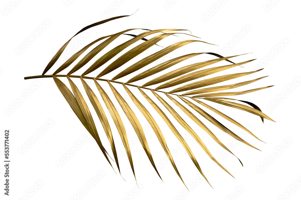 Golden palm leaf PNG on transparent background Abstract monstera leaf ...