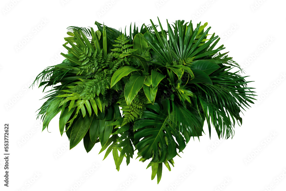 green, green leaves, leaf png, png, alpha channel, background, branch ...