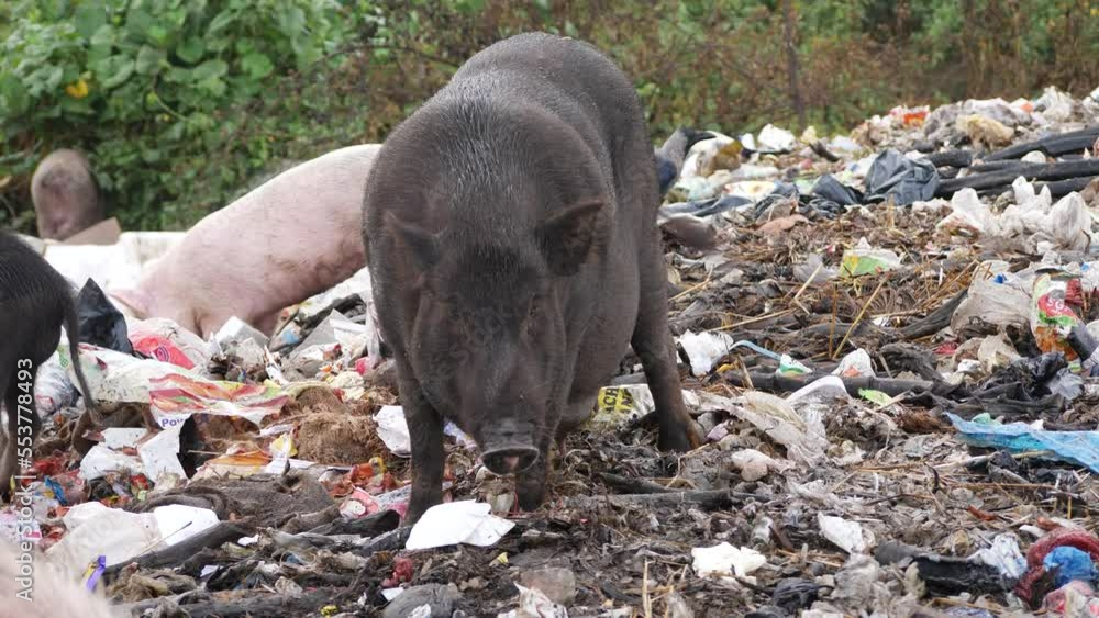 Zoomed in live video of a black pig trying to eat garbage, other pigs ...