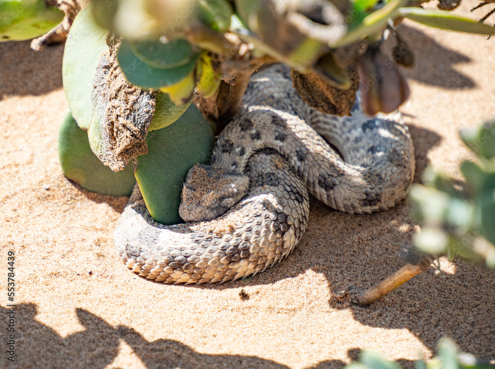 The horned Puff adder (Bitis caudalis), a viper species native in ...
