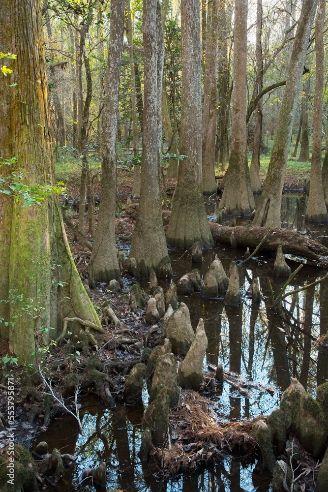 Stand of cypress trees surrounded by cypress knees rise out of swamp in ...