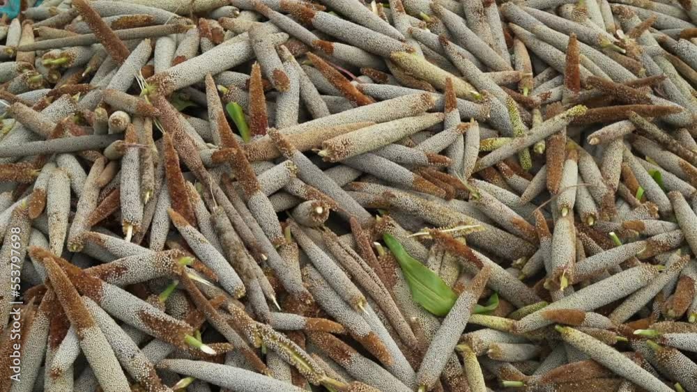Pile of ripe millet (Bajra). Fresh stock of Pennisetum glaucum buds in ...