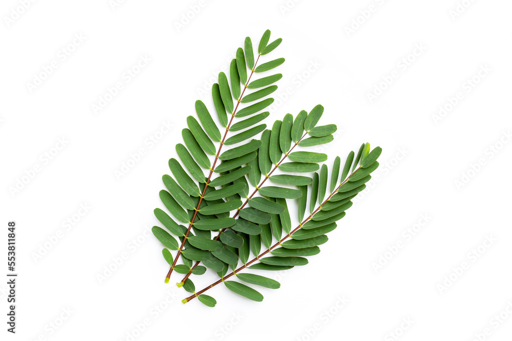 Sesbania Grandiflora leaves on white background. Stock Photo | Adobe Stock