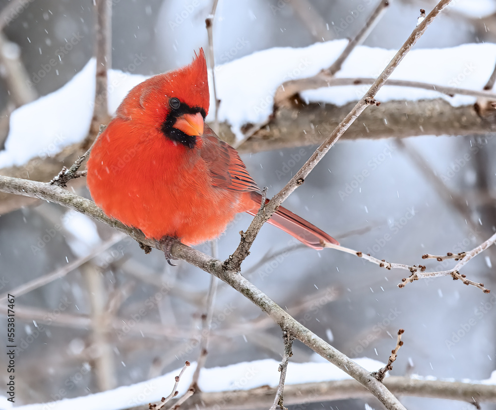 Male northern cardinal is a bird known as a songbird, winter bird ...