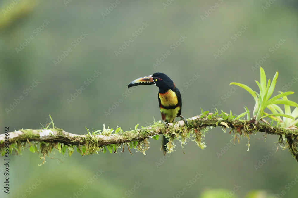 Collared Aracari, Pteroglossus torquatus, bird with big bill. Toucan ...