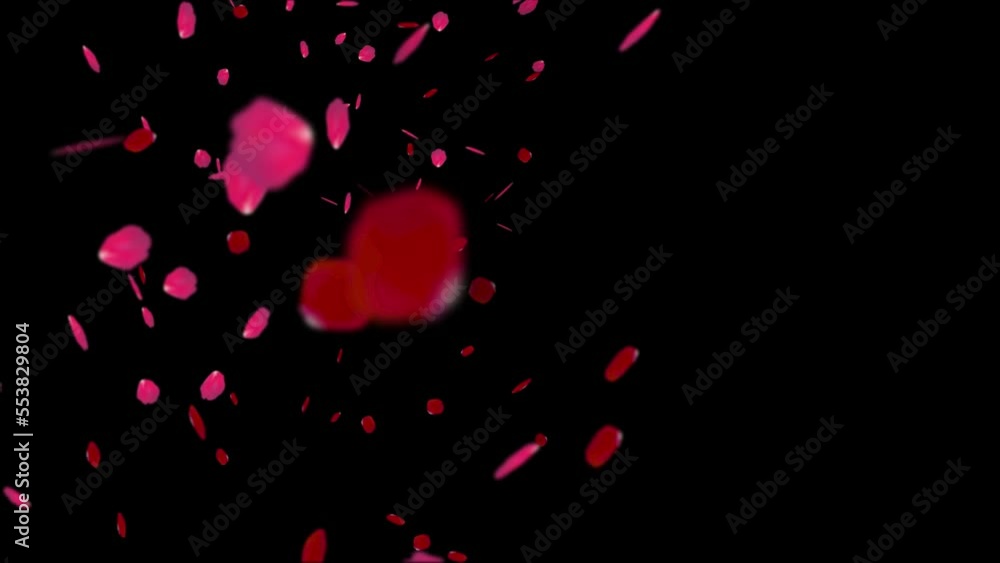 Red Rose petals flying over black background, Rose petals falling ...