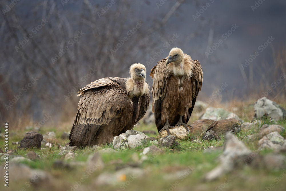 Griffon vultures in the Rhodope mountains. Vultures are sitting on the ...