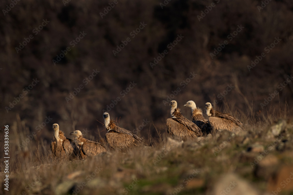 Griffon vultures in the Rhodope mountains. Vultures are sitting on the ...