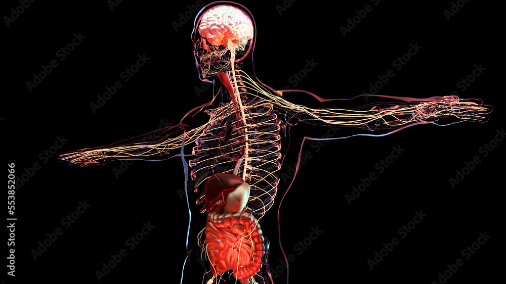 Irritable Bowel Syndrome (IBS), Gastritis, peptic ulcer, pancreatitis ...