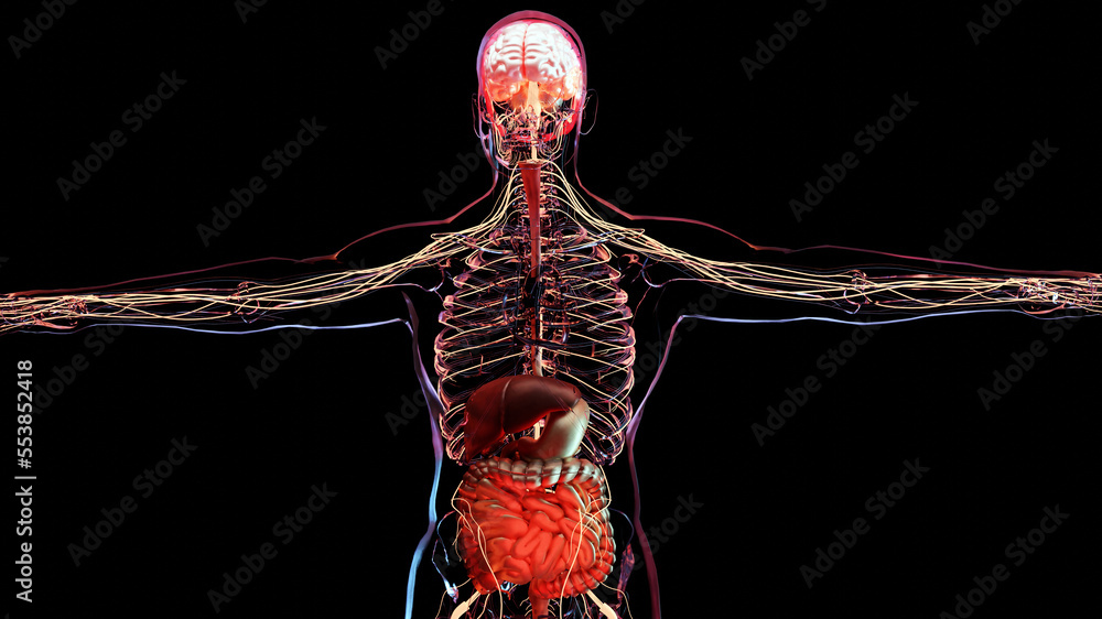Irritable Bowel Syndrome (IBS), Gastritis, peptic ulcer, pancreatitis ...