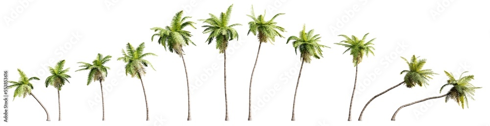 Collection of coconut trees isolated on transparent background ...