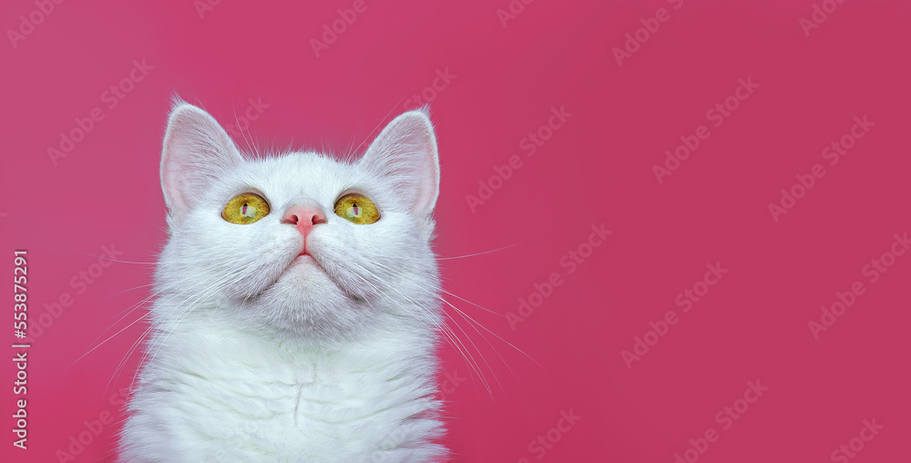 Portrait of a funny white cat looking up against the background of the ...