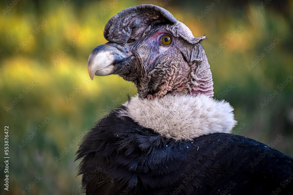 andean condor in the andes of peru arequipa chivay caylloma Stock Photo ...