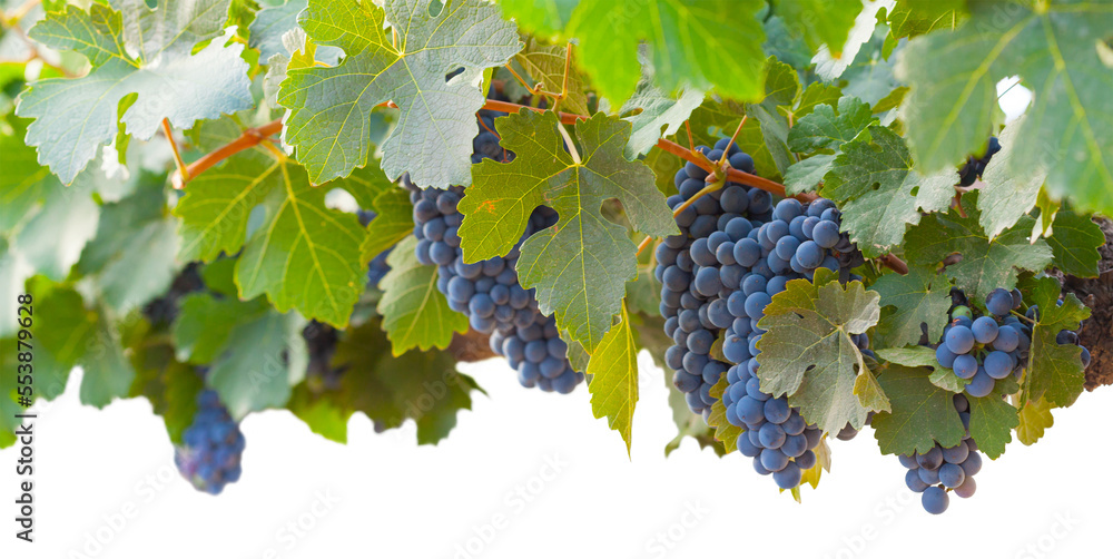 Transparent PNG Beautiful Lush Wine Grapes and Leaves in the Vineyard ...