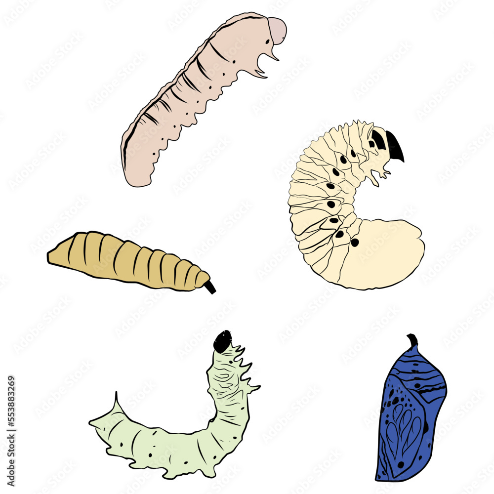 flat larva colllection set isolated on white. animal, worm, larva ...