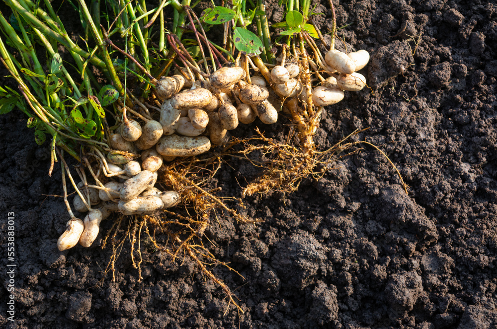 Fresh peanuts plants with roots Stock Photo | Adobe Stock