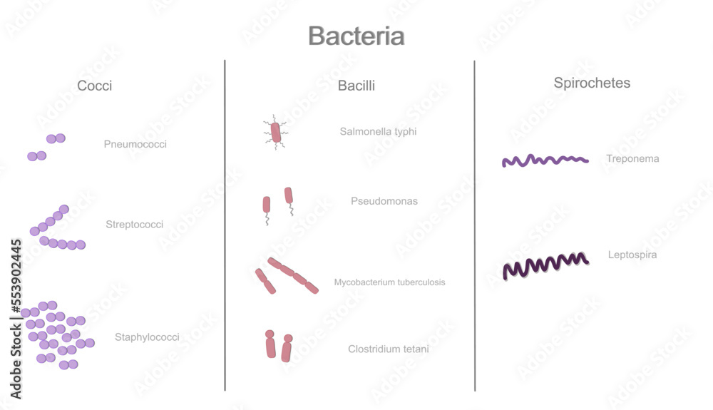 The microbiology : Bacteria classification in 3 groups of Cocci ...
