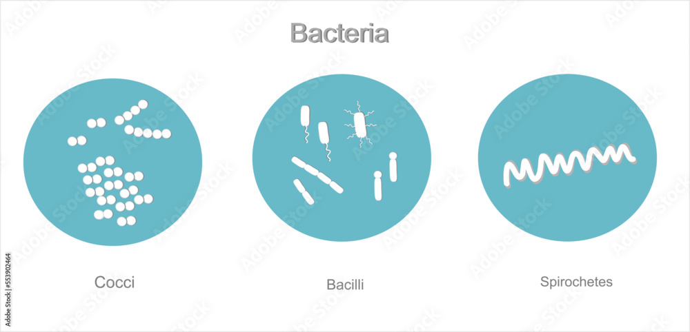 The blue and white icon of microbiology: bacteria was illustrated in 3 ...