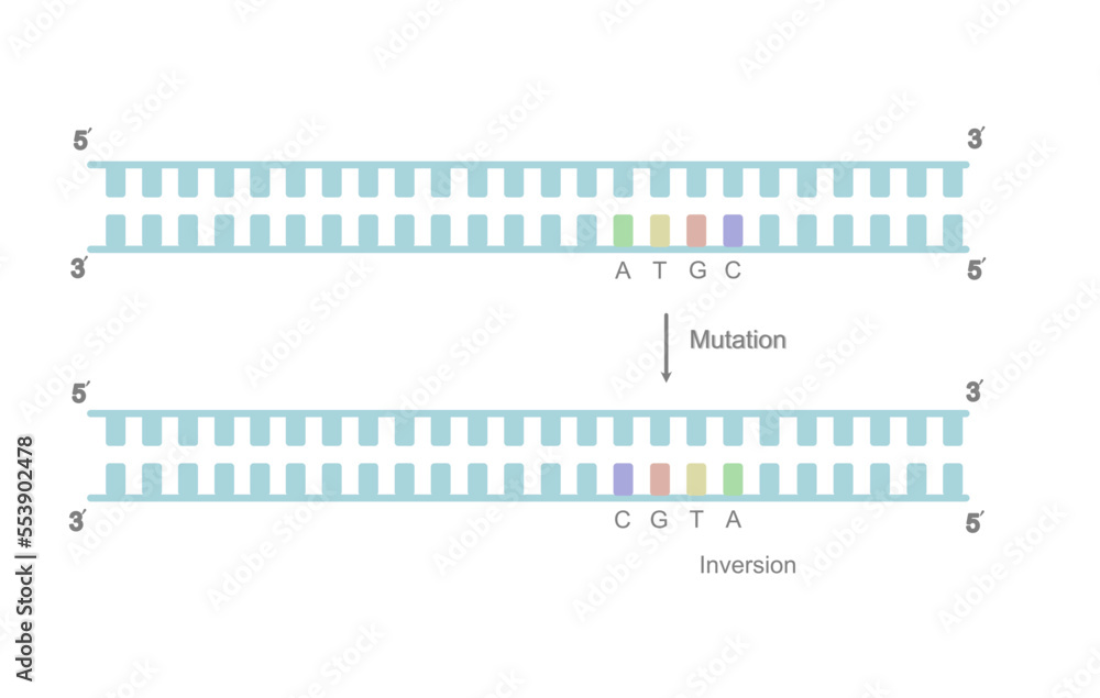 Vecteur Stock The DNA mutation of inversion type that showing the ...