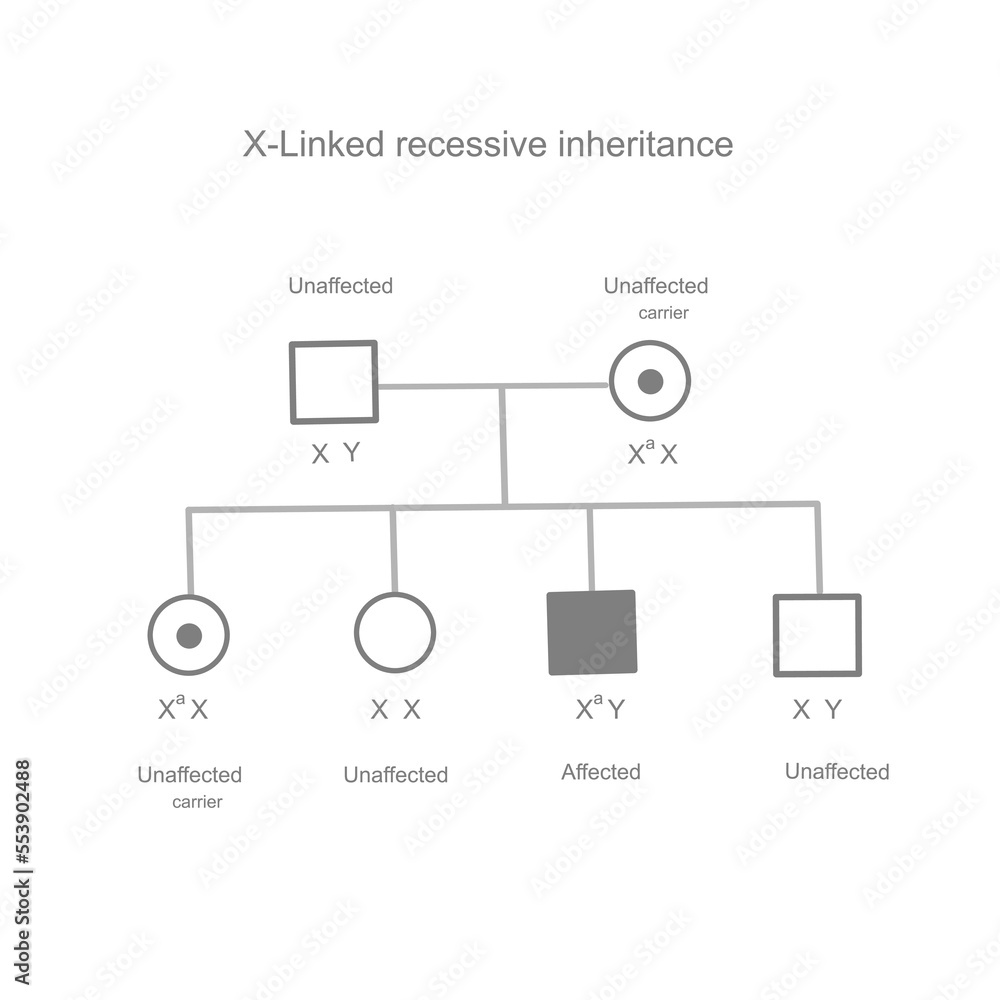 The X-Linked recessive that illustrated inheritance pattern of mutation gene carrying from ...