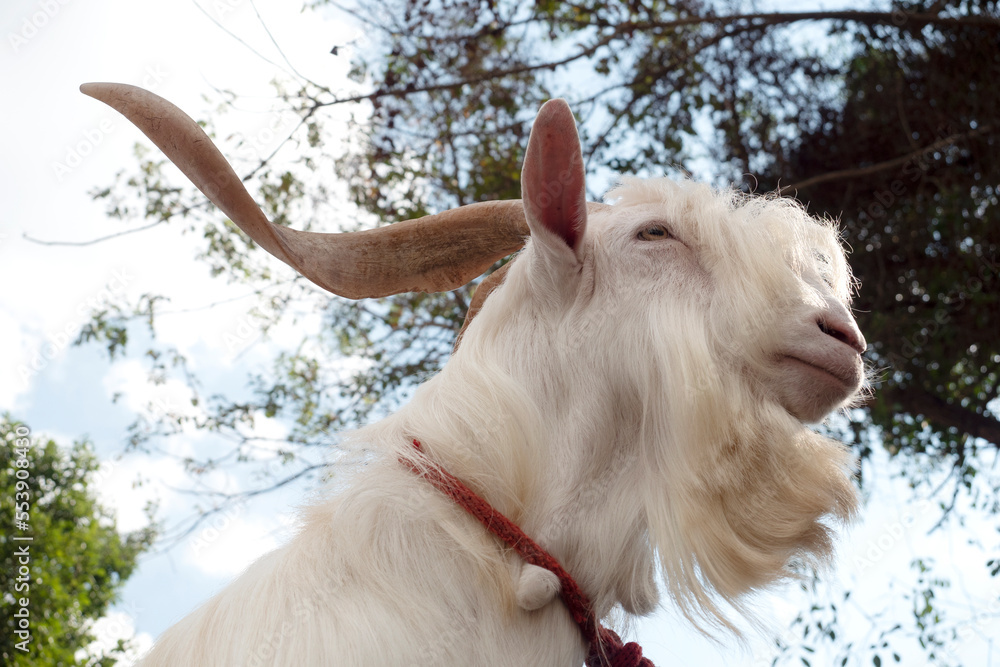 Saanen Goat Breeder Award Winner in Southeast-Asia. Stock Photo | Adobe ...