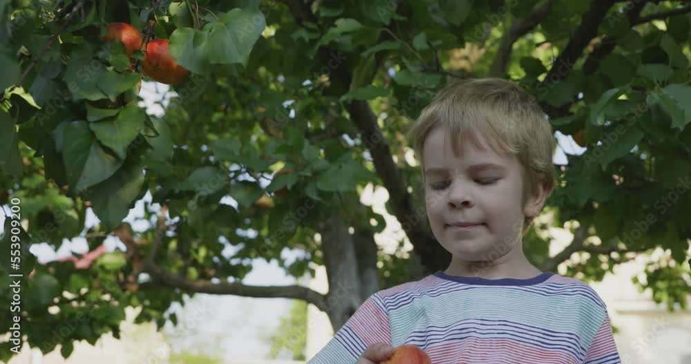 Little Boy Kid Child Plucks an Apricot on Fruit Tree in Backyard Garden ...
