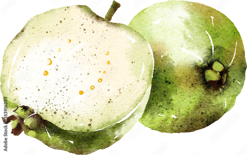 Guava hand drawn watercolor painting Stock Illustration | Adobe Stock