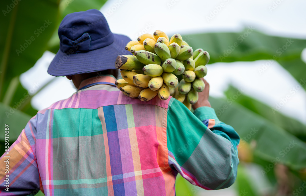 Senior Asian male farmer holding a bunch of bananas.Agriculture man ...