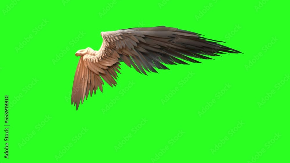 Real Angel wings green screen pack of three video , flying wings green ...