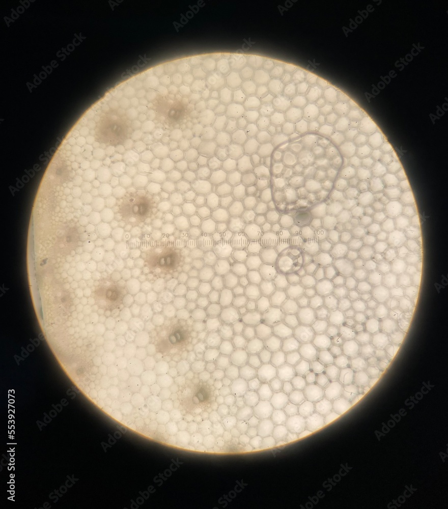 The picture of monocot stem under microscope Stock Photo | Adobe Stock