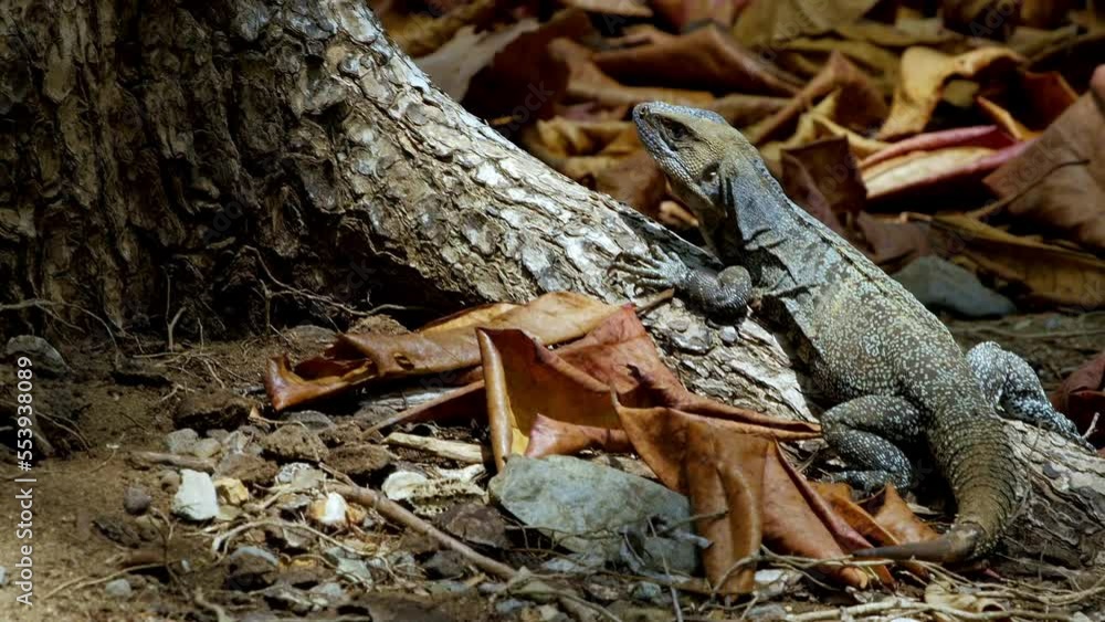 Strange unique iguana lizard unique green lizard stay in front of the ...
