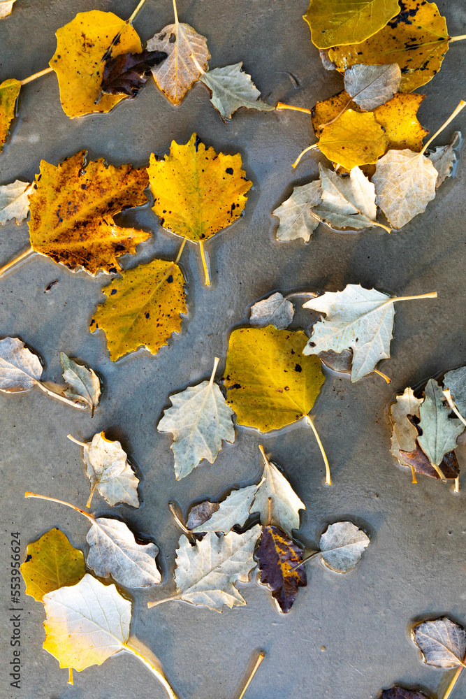 Hojas de álamo temblón (Populus tremuloides ) y álamo blanco (Populus ...