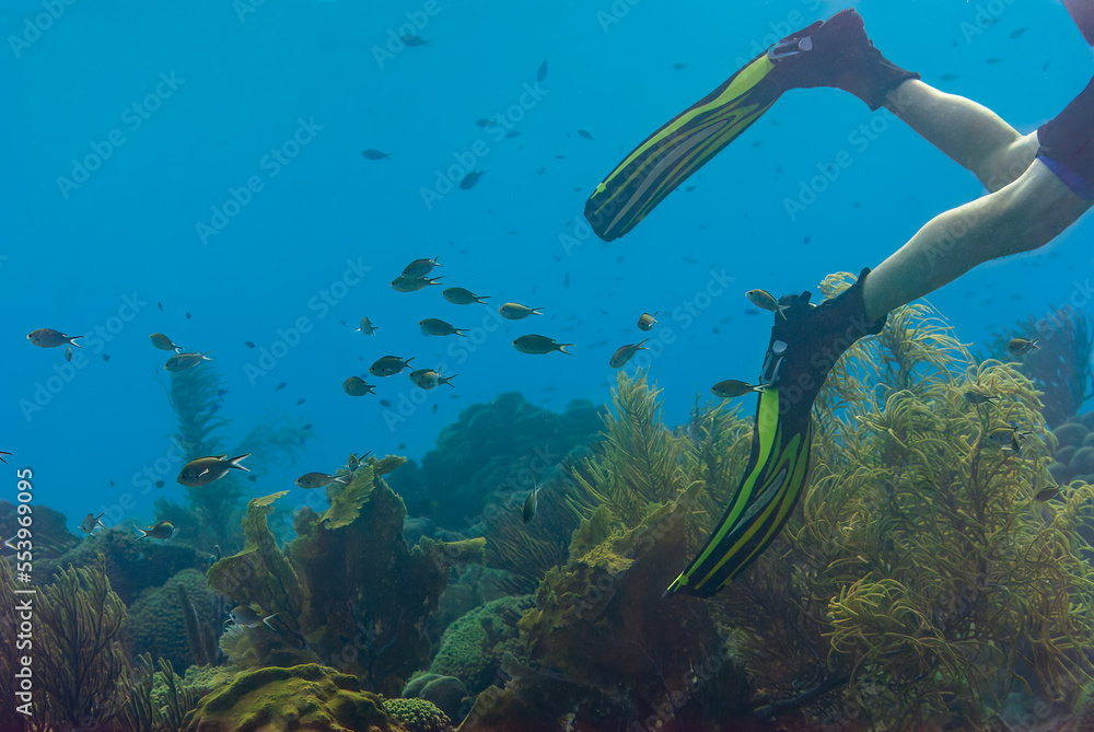 SCUBA diver legs and fins leaving an underwater scene while exploring ...