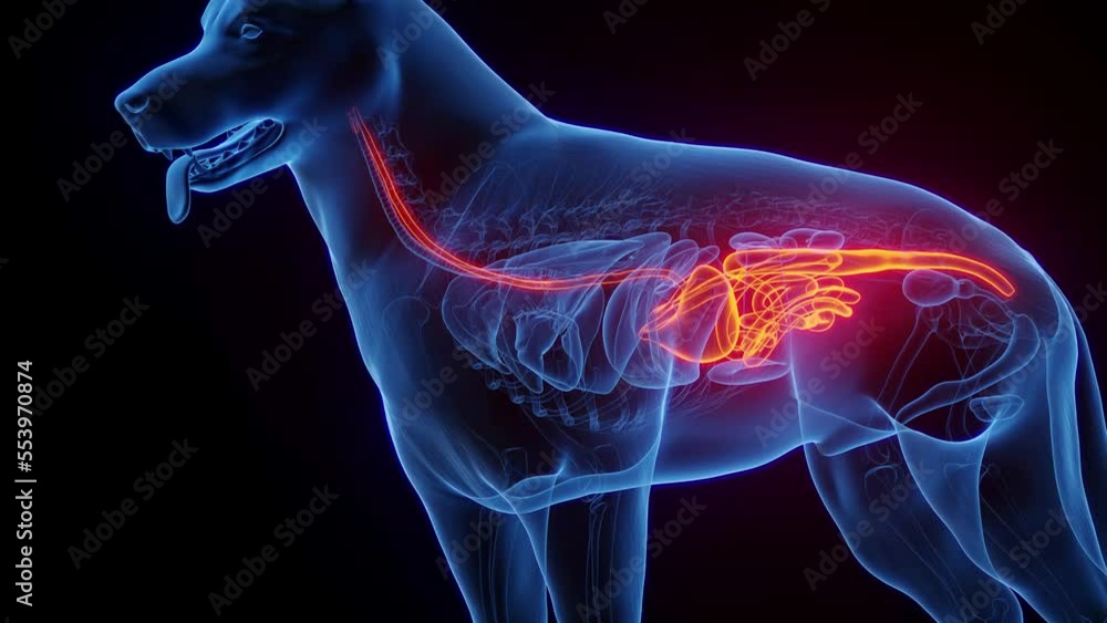 3D medical animation of a dog's digestive system Stock Video | Adobe Stock