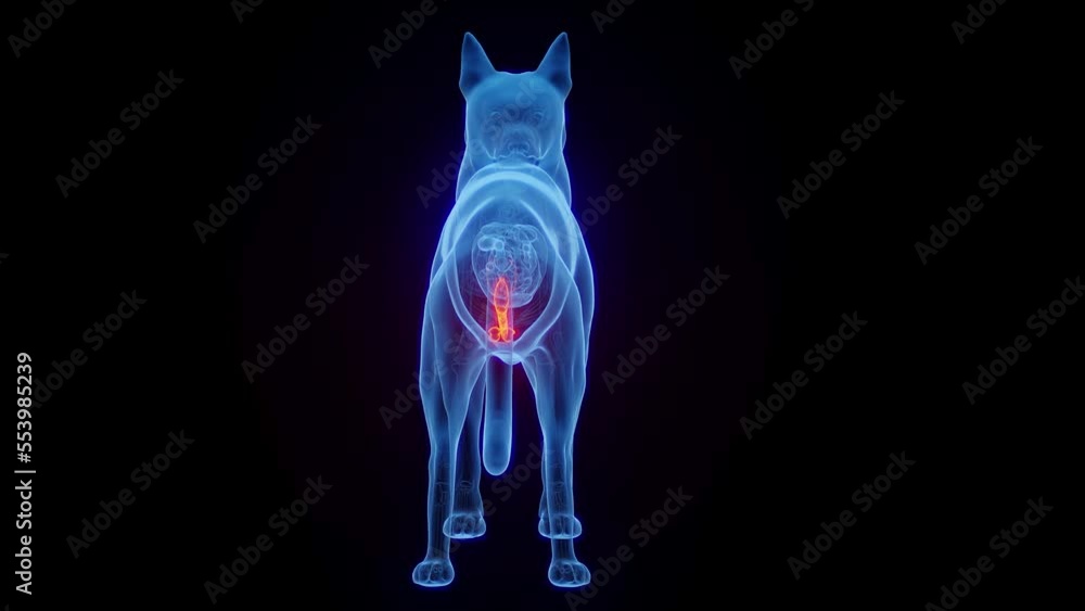 3D medical animation of the male reproductive organs of a dog vídeo de ...