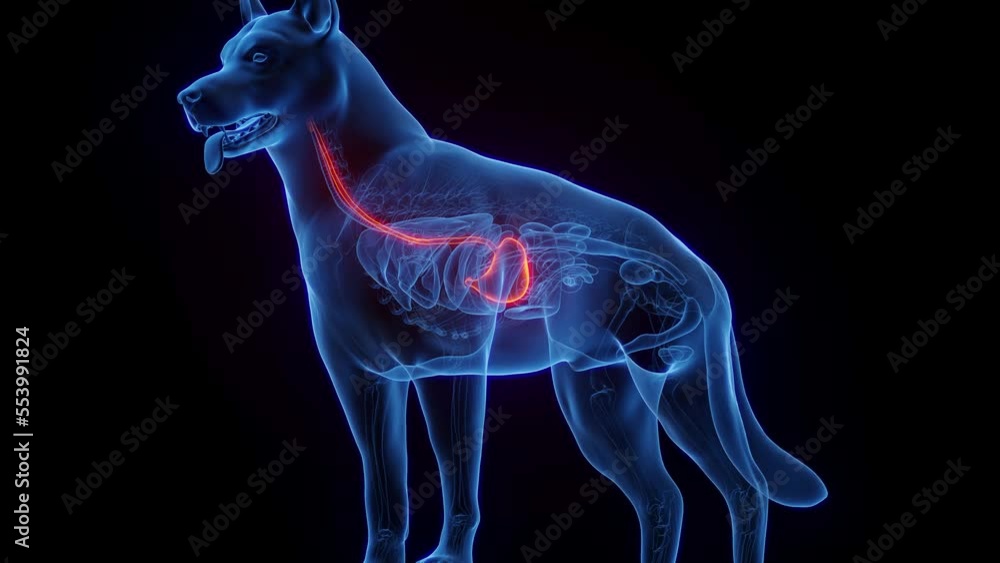 3D medical animation of a dog's stomach and esophagus vídeo do Stock ...