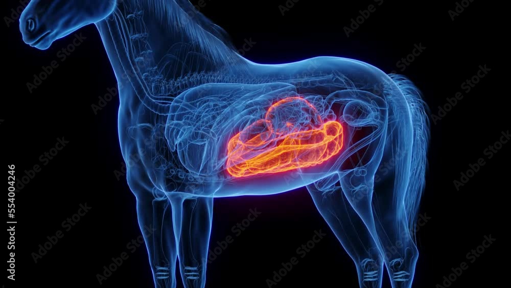 3D medical animation of a horse's large intestine vídeo de Stock ...