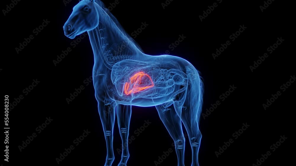 3D medical animation of a horse's liver Stock ビデオ | Adobe Stock
