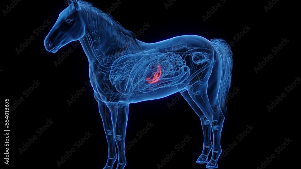 3D medical animation of a horse's pancreas vídeo de Stock | Adobe Stock