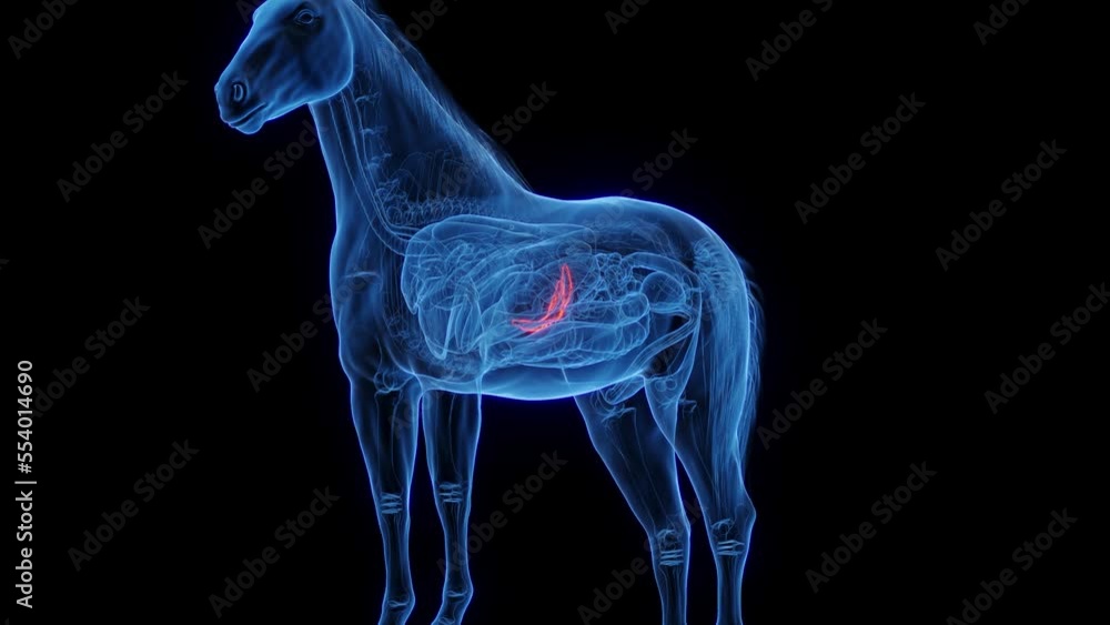 3D medical animation of a horse's pancreas Stock Video | Adobe Stock