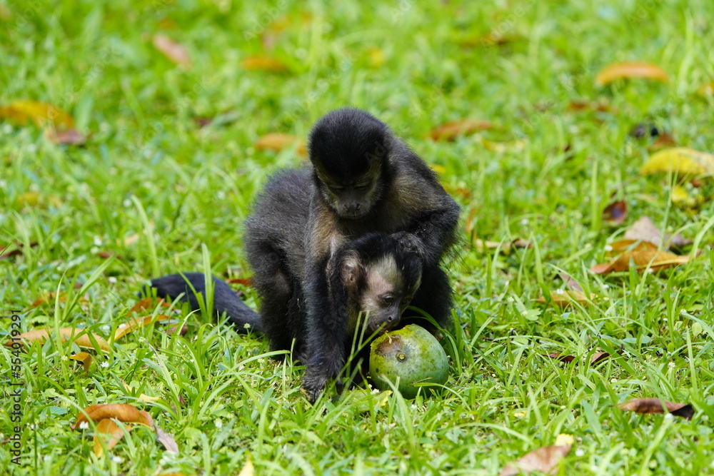 The black capuchin (Sapajus nigritus), also known as the black-horned ...