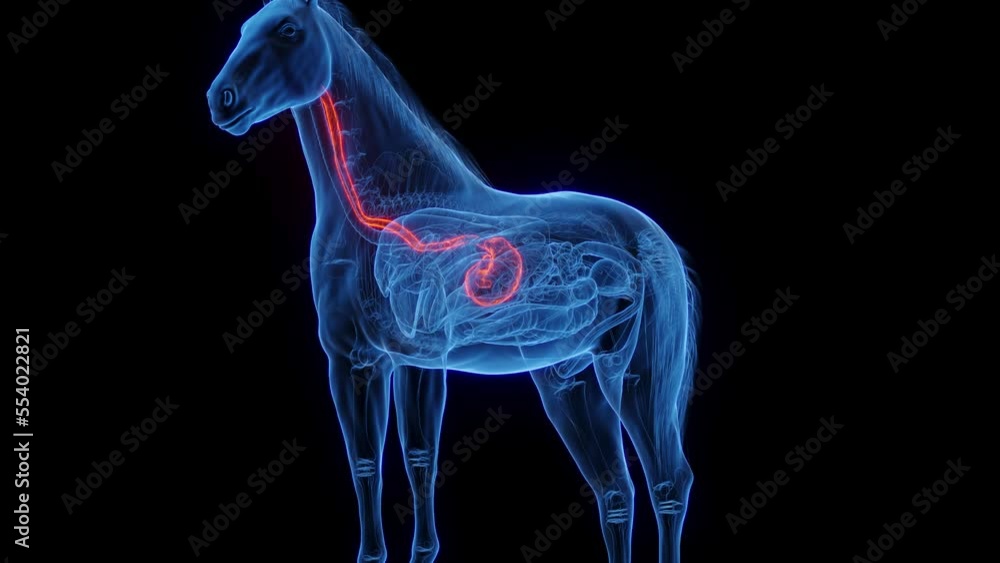 3D medical animation of a horse's stomach and esophagus Stock 비디오 ...