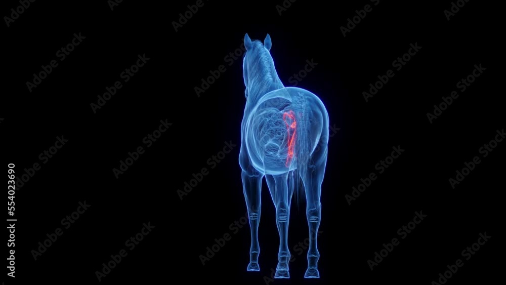 3D medical animation of a horse's male genitals Stock Video | Adobe Stock